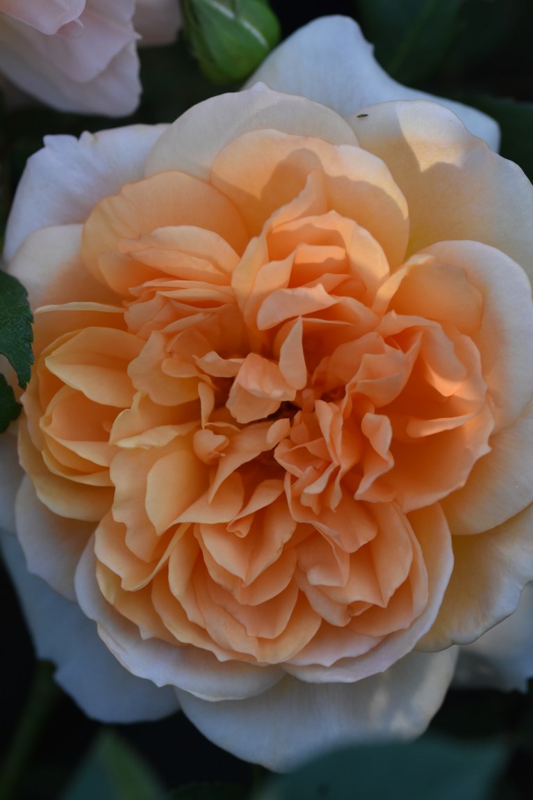 15 Favourites – Roses – The Teddington Gardener